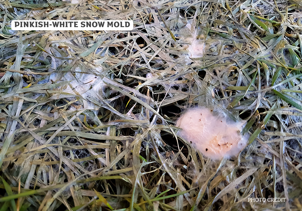 Spring Lawn Problems and Best Practices - Yard Guard Lawn and Tree Care