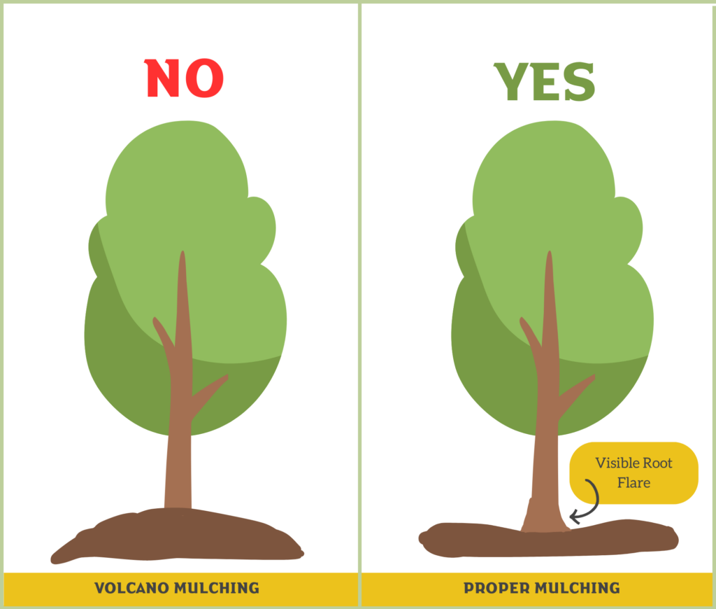 Mulching Around Trees: Benefits and Best Practices - Yard Guard Lawn ...